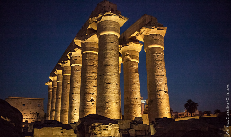 Egypte Temple Louxor - WBC ©www.levetchristophe.fr | Wild Birds Collective