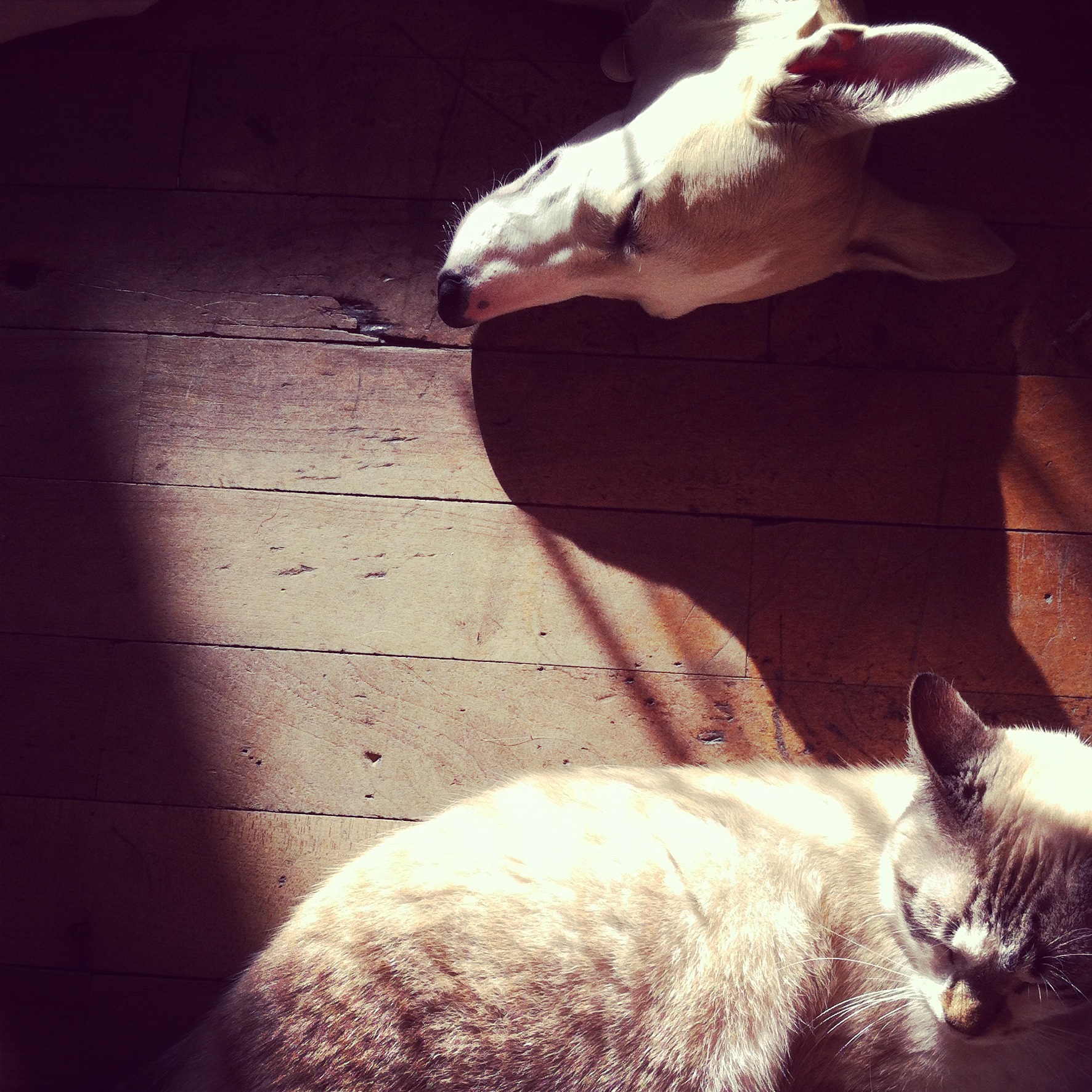 Levrier-galgo-chat-wbc | Wild Birds Collective