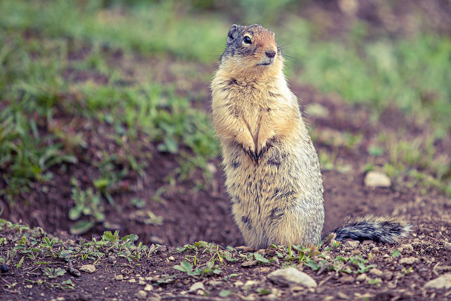 marmotte-lac-moraine-banff-alberta-canada-wbc | Wild Birds Collective